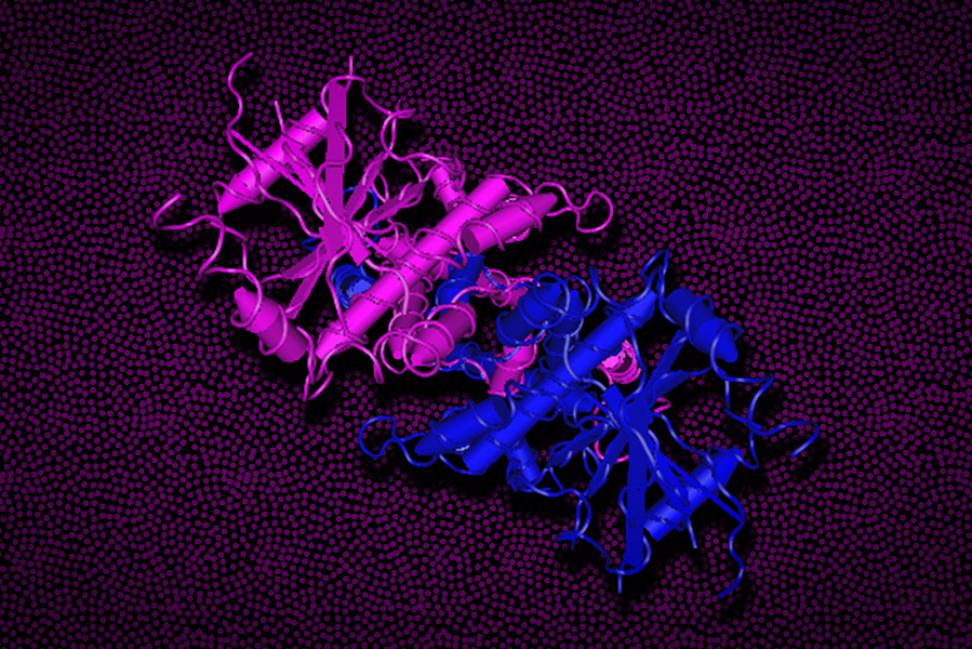 Study finds a surprising new role for a major immune regulator ...